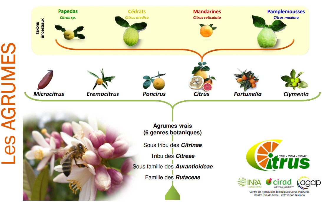 Agrumes